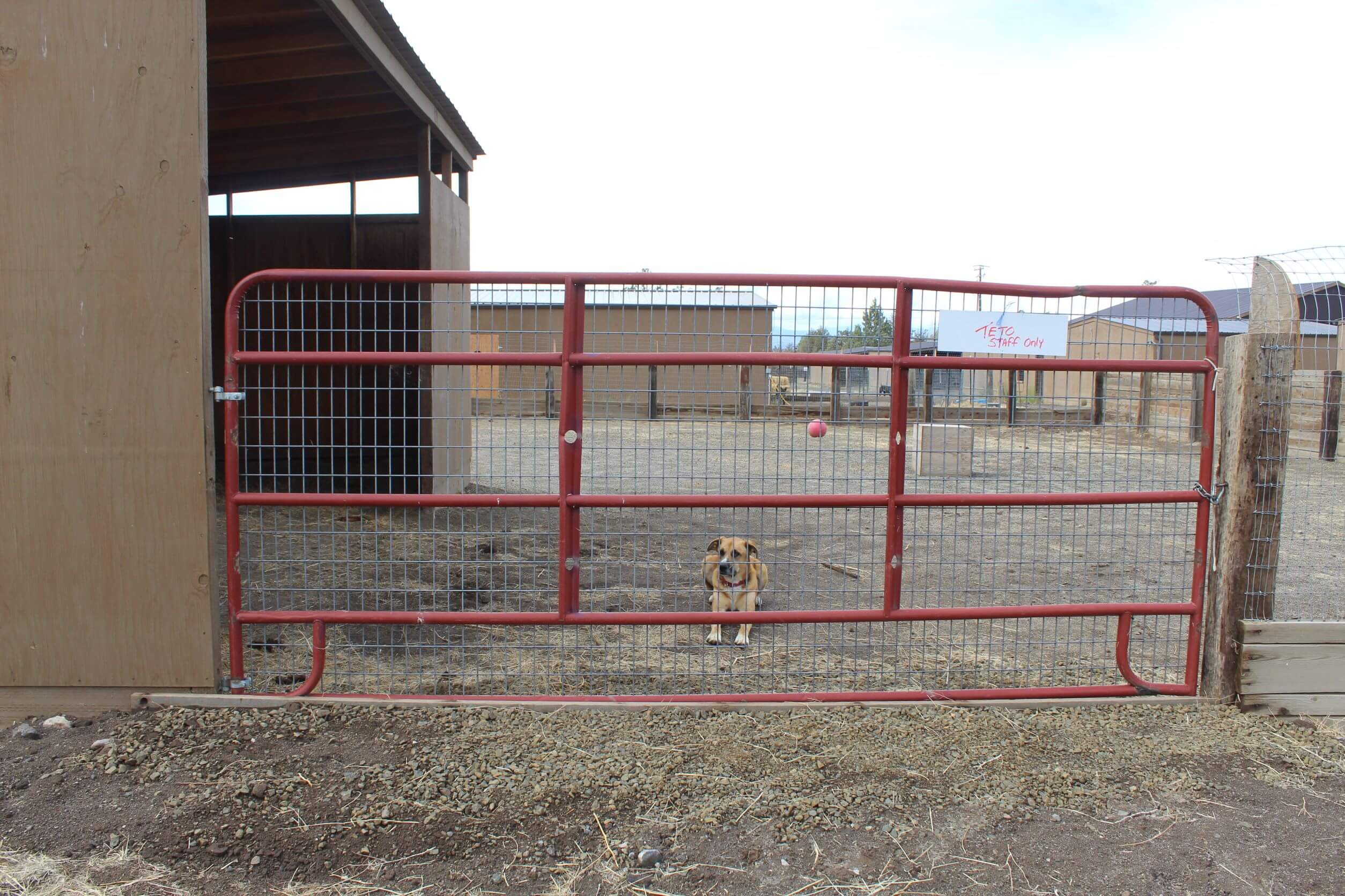 Sanctuary_Adapted horse gate with fencing and reinforced ground ...