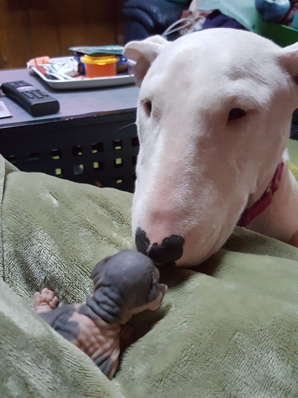 Purebred English Bull Terrier - Sweet, loving, gentle, kind and DEAF ...