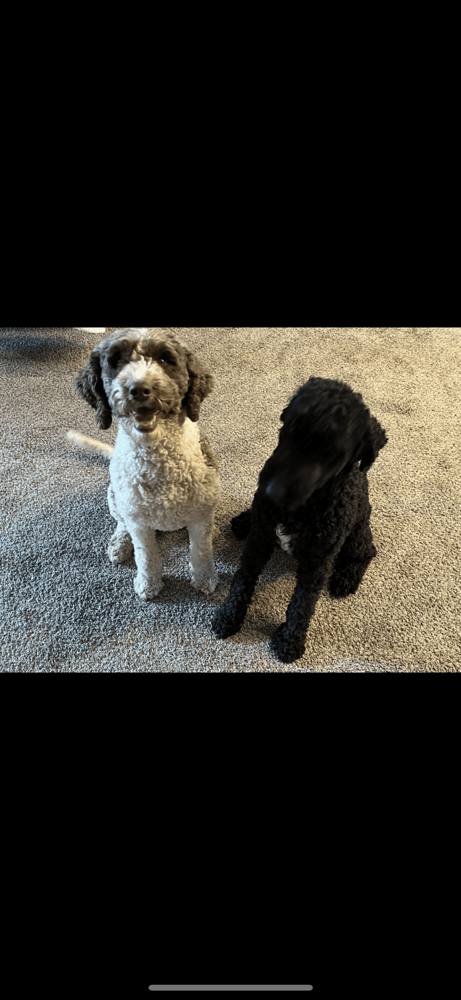 Labradoodle- Annie and Oakley 4 years - Rescue Ranch Inc.