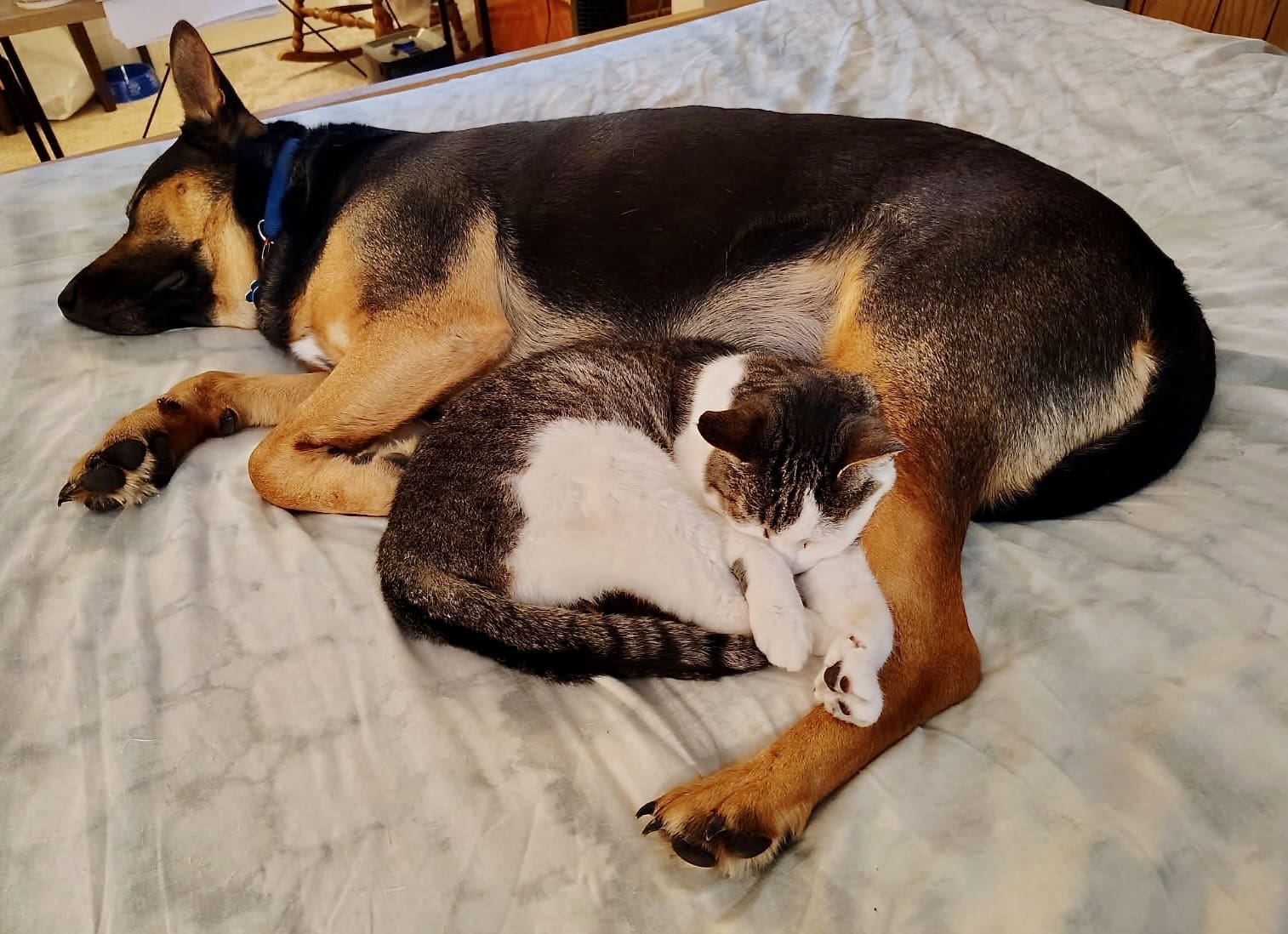 Noble_sleeping_with_kitty - Rescue Ranch Inc.