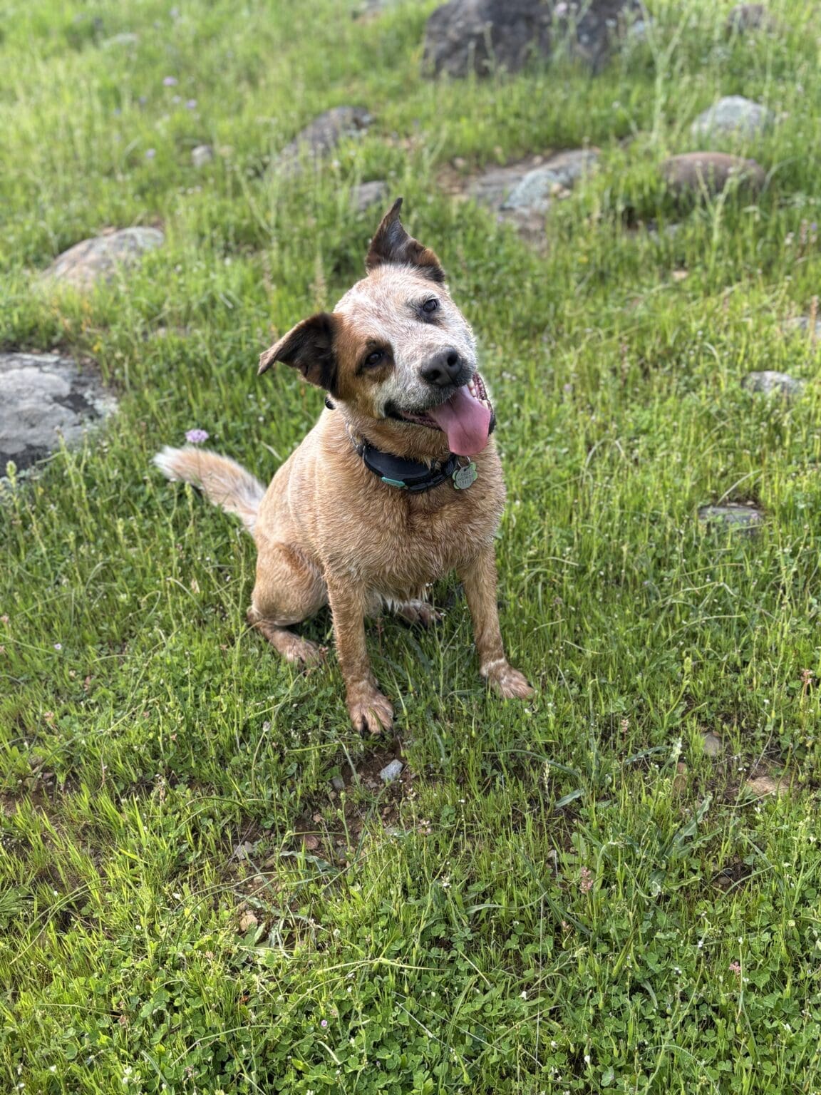 Rex - Rescue Ranch Inc.